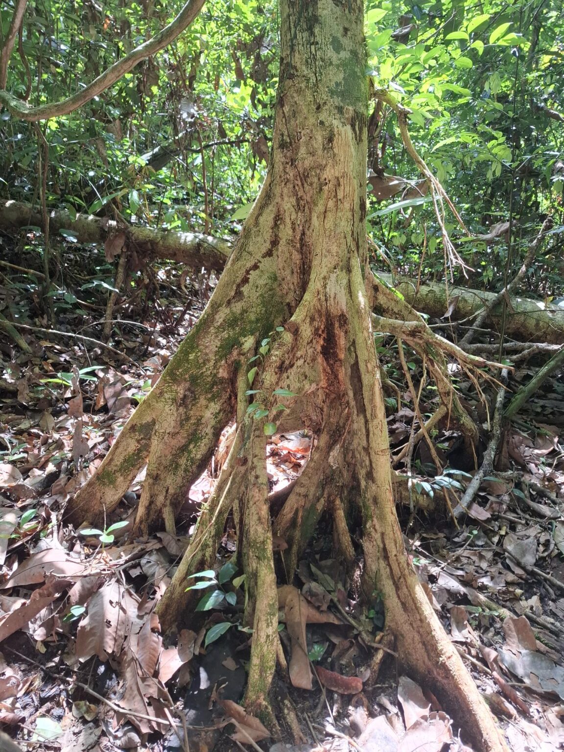 Visitez le Parc National de Taï en Côte d'Ivoire: guide 2026