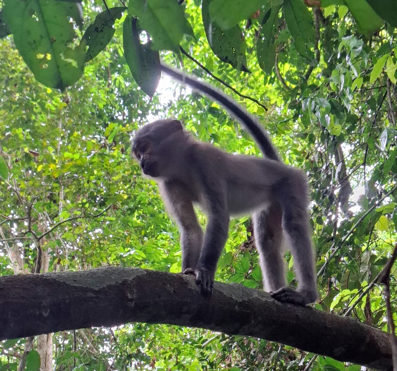 Taï National Park: Best Things to Do & 4-Day Itinerary
