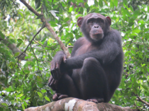 San Pedro, Côte d’Ivoire | Guide 2026 | Distance et plages